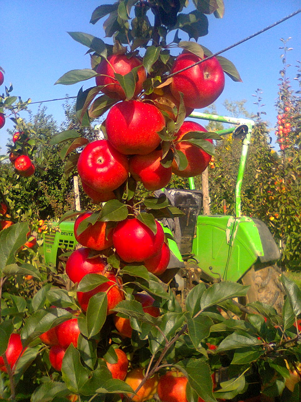 Warthof Obst Grünberg Warthof Aktuell